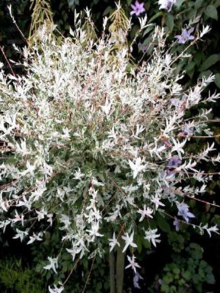 Saule crevette 'Hakuro Nishiki' - Salix integra - Le Jardin du Pic Vert