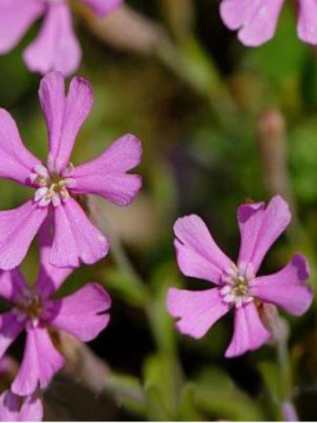 Silene schafta - Silene schafta - Le Jardin du Pic Vert