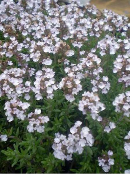 Thym 'Compactus' - Thymus vulgaris - Le Jardin du Pic Vert