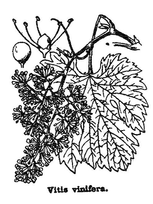 Vigne 'Isabelle' - Vitis vinifera 'Isabelle' - Le Jardin du Pic Vert