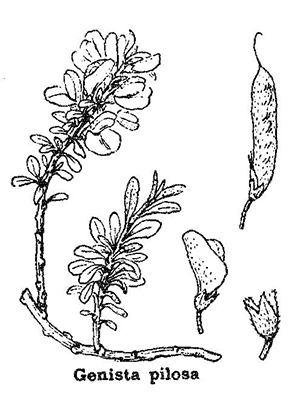 Genêt 'Porlock' - Genista 'Porlock' - Le Jardin du Pic Vert