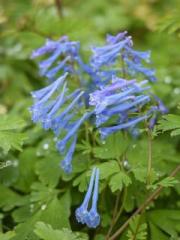 Corydalis elata - Corydalis grande - Compre online no Le Jardin du Pic Vert