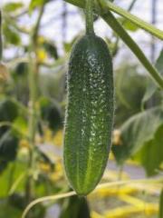 Concombre 'Lemon' - Cucumis sativus 'Lemon' - Le Jardin du Pic Vert