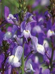 Linaire commune - Linaria vulgaris - Le Jardin du Pic Vert