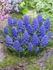 Muscari armeniacum - Compre online no Le Jardin du Pic Vert