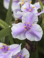 Tradescantia - Pianta effimera - Acquista online su Le Jardin du Pic Vert