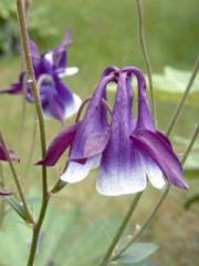 Ancolie des jardins - Aquilegia vulgaris - Le Jardin du Pic Vert