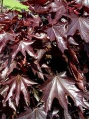 Érable boule 'Globosum' - Acer platanoides - Le Jardin du Pic Vert