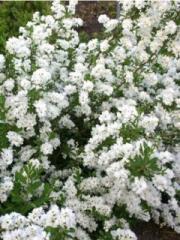 Exochorda racemosa - Compra online en Le Jardin du Pic Vert