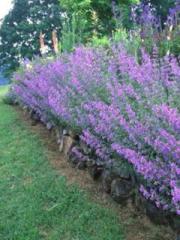 Herbe à chat, Chataire - Nepeta faassenii - Le Jardin du Pic Vert