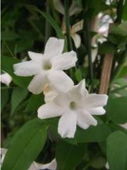Jasmin blanc, officinal - Jasminum officinale - Le Jardin du Pic Vert