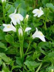 Mazus-Mazu - Acquista online su Jardin du Pic Vert