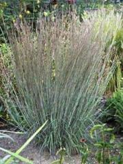 Schizachyrium - Acquista online su Le Jardin du Pic Vert