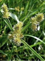 Souchet rond - Cyperus rotundus - Le Jardin du Pic Vert