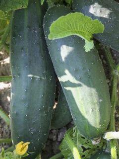 Concombre 'Lemon' - Cucumis sativus 'Lemon' - Le Jardin du Pic Vert