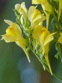 Linaire commune - Linaria vulgaris - Le Jardin du Pic Vert