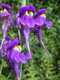 Linaire commune - Linaria vulgaris - Le Jardin du Pic Vert