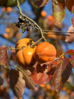 Plaqueminier, Kaki 'Muscat' - Diospyros kaki - Le Jardin du Pic Vert