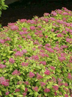 Spirée arguta - Spiraea arguta - Le Jardin du Pic Vert