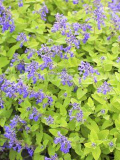 Herbe à chat, Chataire - Nepeta faassenii - Le Jardin du Pic Vert