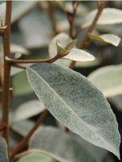 Chalef - Elaeagnus umbellata - Le Jardin du Pic Vert