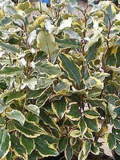 Chalef 'Compacta' - Elaeagnus ebbingei - Le Jardin du Pic Vert