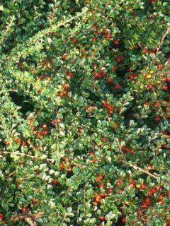 Cotoneaster lacteus - Cotoneaster lacteus - Le Jardin du Pic Vert