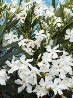 Laurier rose -jaune-Nerium oleander-Le jardin du Pic Vert