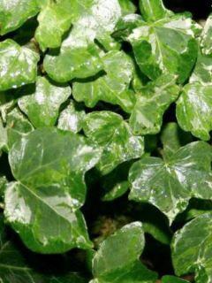 Lierre commun - Hedera helix - Le Jardin du Pic Vert