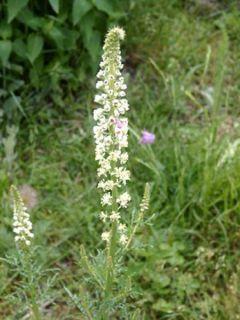 Linaire commune - Linaria vulgaris - Le Jardin du Pic Vert