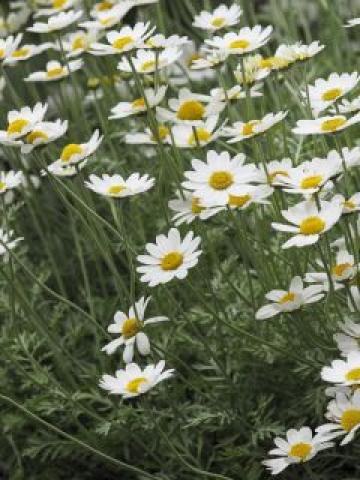 Anthemis-Anthemis - Acquista online su Le Jardin du Pic Vert