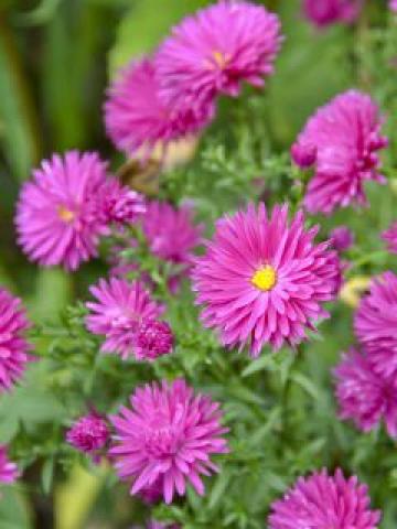 Aster carolinianus - Aster carolinianus - Le Jardin du Pic Vert