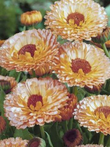 Calendula officinalis - Caléndula - Compra online en Le Jardin du Pic Vert