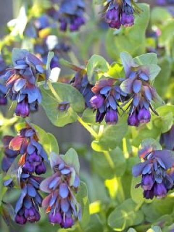 Cerinthe - Acquista online su Jardin du Pic Vert