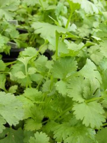 Coriandrum-Coriandolo - Acquista online su le Jardin du Pic Vert