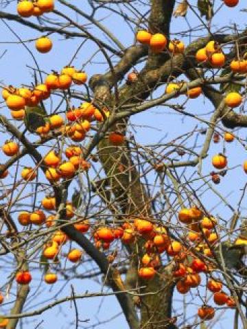 Plaqueminier, Kaki 'Muscat' - Diospyros kaki - Le Jardin du Pic Vert