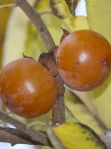 Plaqueminier, Kaki 'Muscat' - Diospyros kaki - Le Jardin du Pic Vert