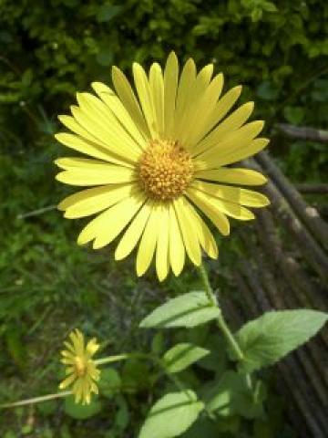 Doronicum - Doronic - Acquista online su Le Jardin du Pic Vert