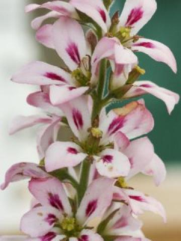 Francoa-Francoa - Acquista online su Jardin du Pic Vert