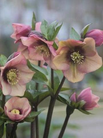 Helleborus - Hellébore - Achat en ligne sur Le Jardin du Pic Vert