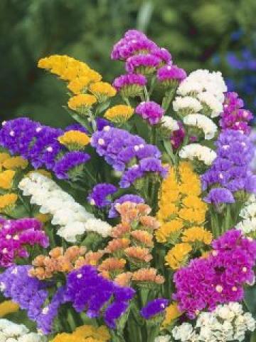 Limonium-Statice - Acquista online su Jardin du Pic Vert