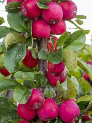 Pommiers d'ornement, Malus