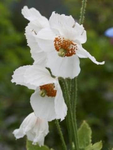 Papavero blu dell'Himalaya - Acquista online su Le Jardin du Pic Vert