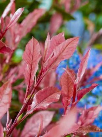 Photinia 'Pink Crispy' - Photinia serratifolia 'Pink Crispy' - Le ...