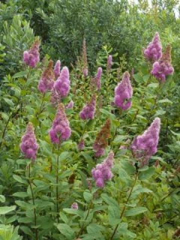 Spirée arguta - Spiraea arguta - Le Jardin du Pic Vert