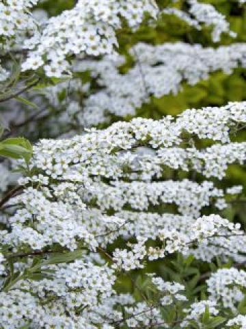 Spirée arguta - Spiraea arguta - Le Jardin du Pic Vert