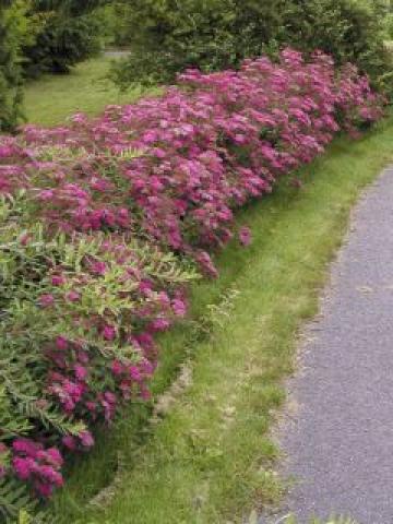 Spirée arguta - Spiraea arguta - Le Jardin du Pic Vert