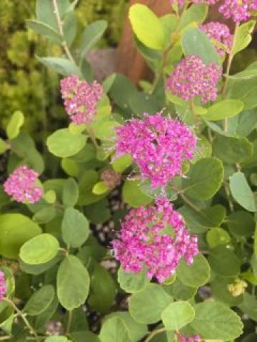 Spirée arguta - Spiraea arguta - Le Jardin du Pic Vert