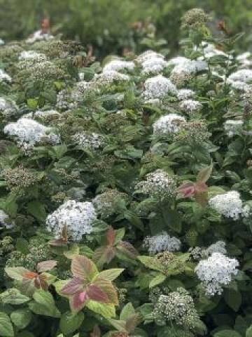 Spirée arguta - Spiraea arguta - Le Jardin du Pic Vert