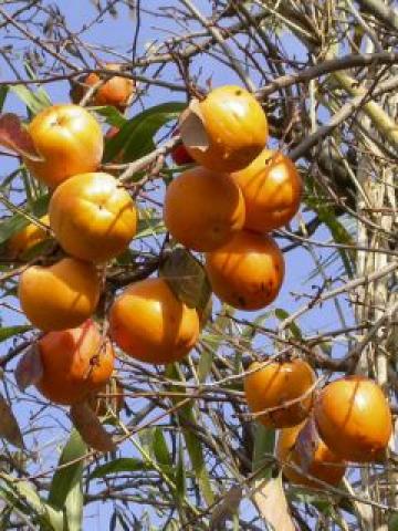 Plaqueminier, Kaki 'Muscat' - Diospyros kaki - Le Jardin du Pic Vert
